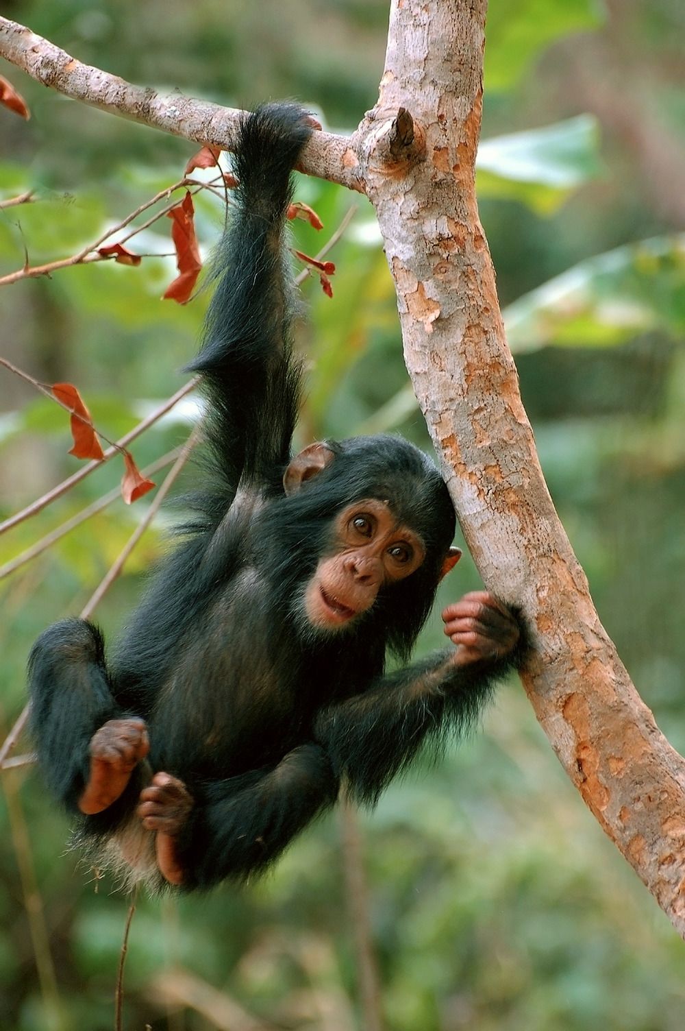 Dr. Jane Goodall's Legacy of Change